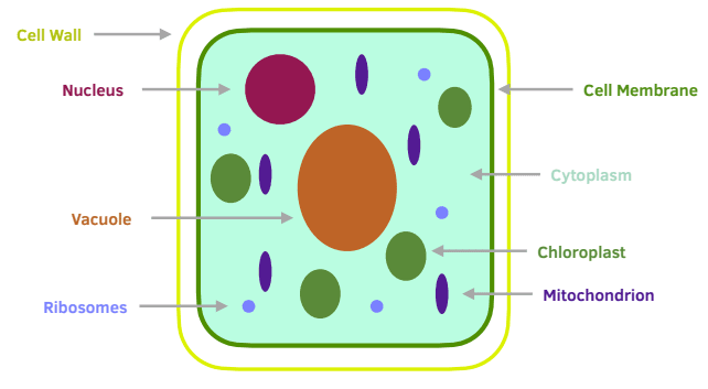 cell wall gcse